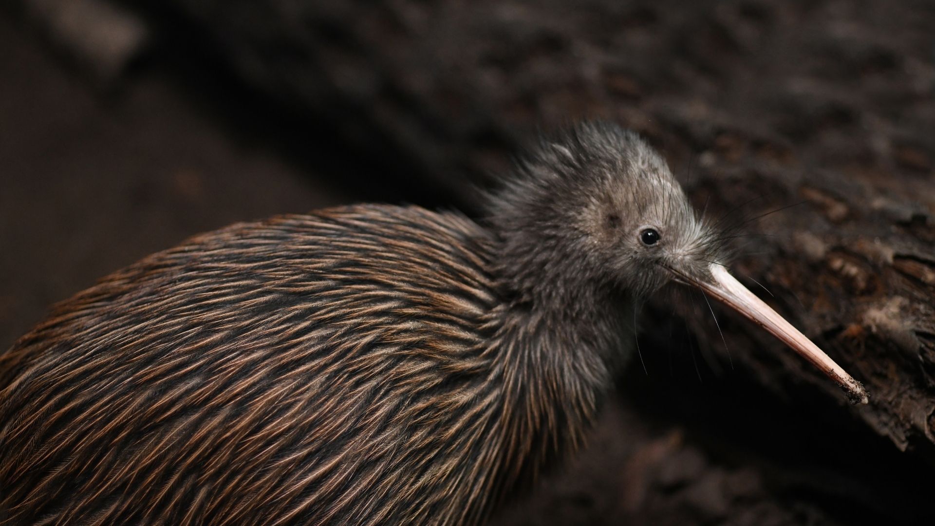 North Island Birding: Kiwi to Kōkako - Australian Geographic Travel