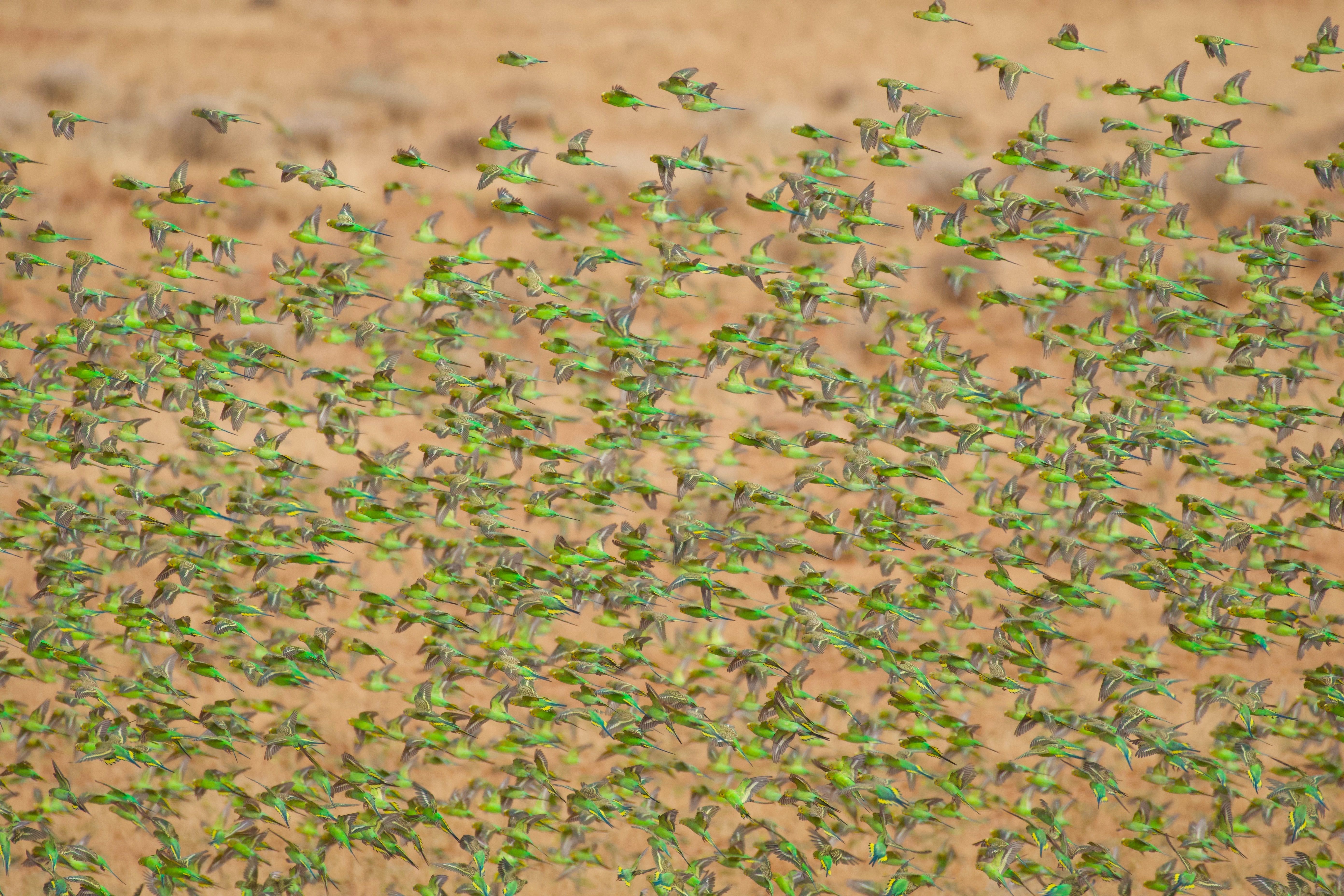 Birds of Channel Country Outback Safari - Australian Geographic Travel