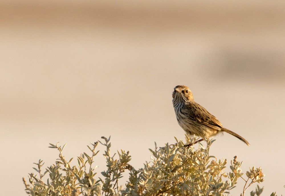 Mallee and Outback Birds of Victoria and Mungo - Australian Geographic ...