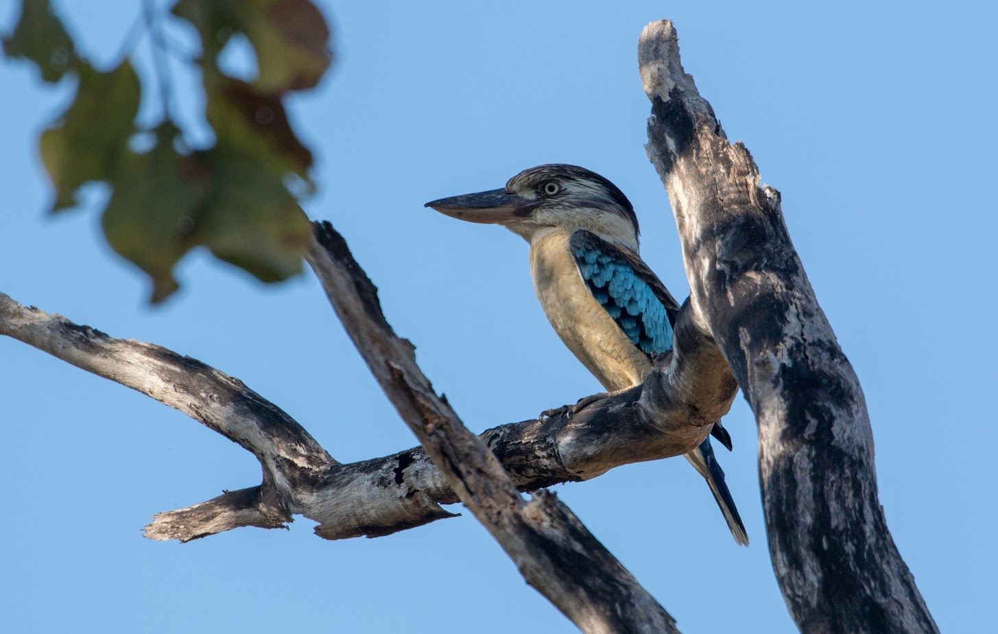 Birdwatching Safari of Kakadu